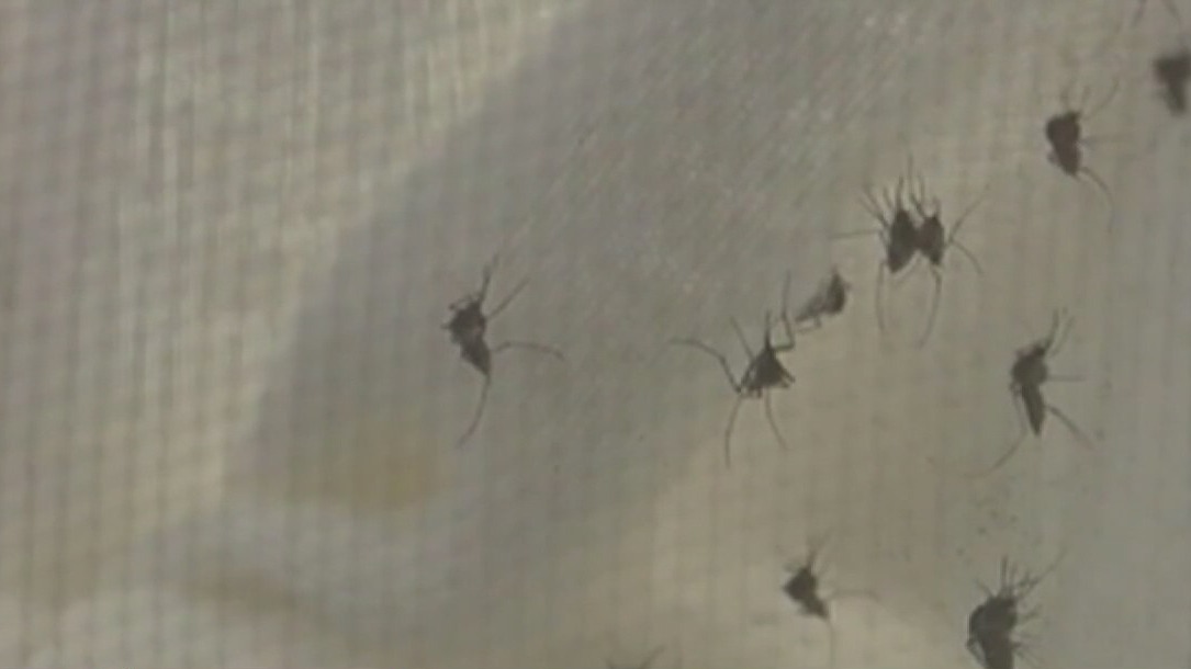 Cases of dengue fever reported in Tampa Bay region | FOX 13 Tampa Bay