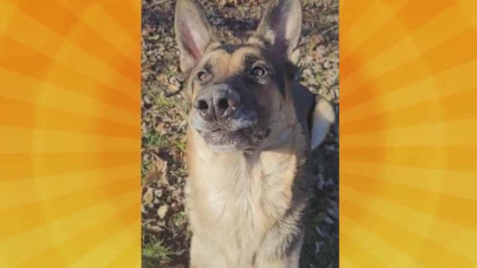 Jaeger the dog can speak and smile | FOX 32 Chicago