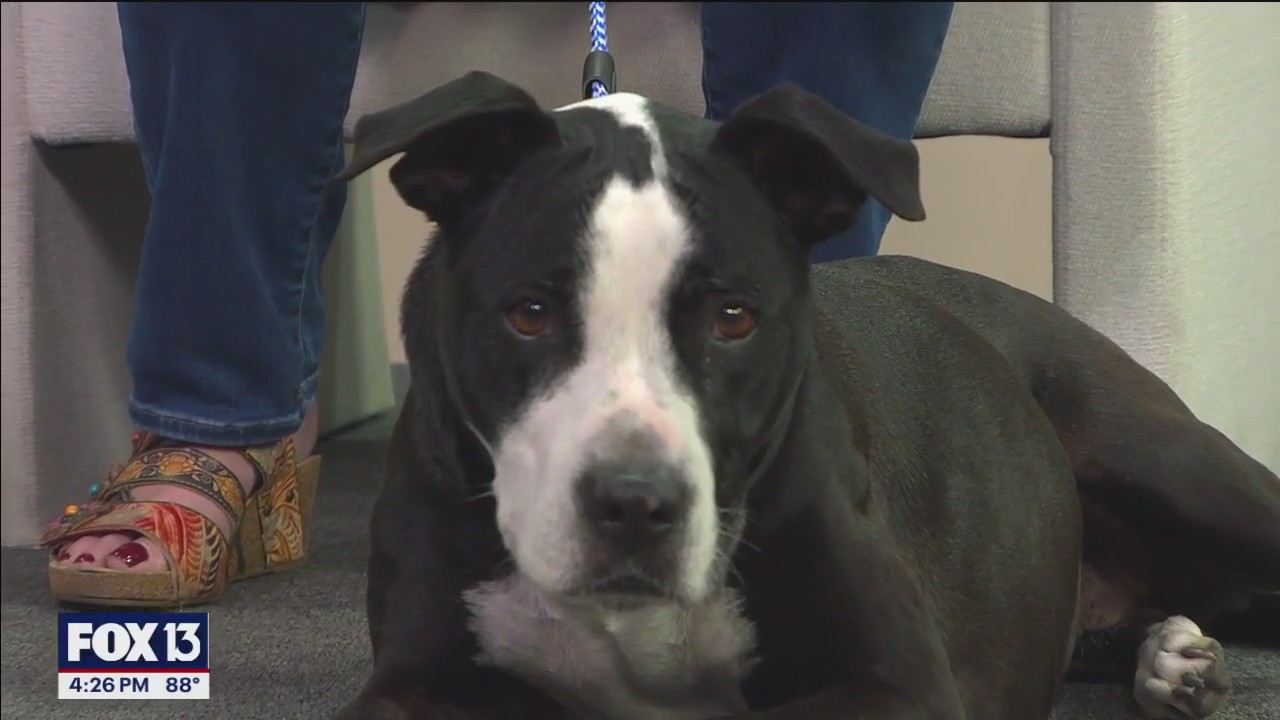 Meet Lucy, our FOX 13 Pet of the Week | FOX 13 Tampa Bay