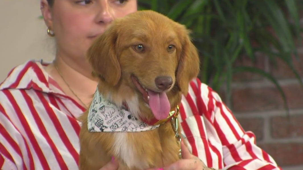 Meet Ollie, the FOX 13 Pet of the Week | FOX 13 Tampa Bay