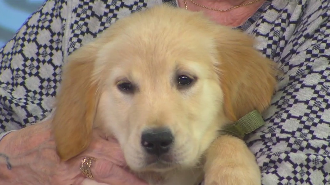 Meet Max, our FOX 13 Pet of the Week | FOX 13 Tampa Bay