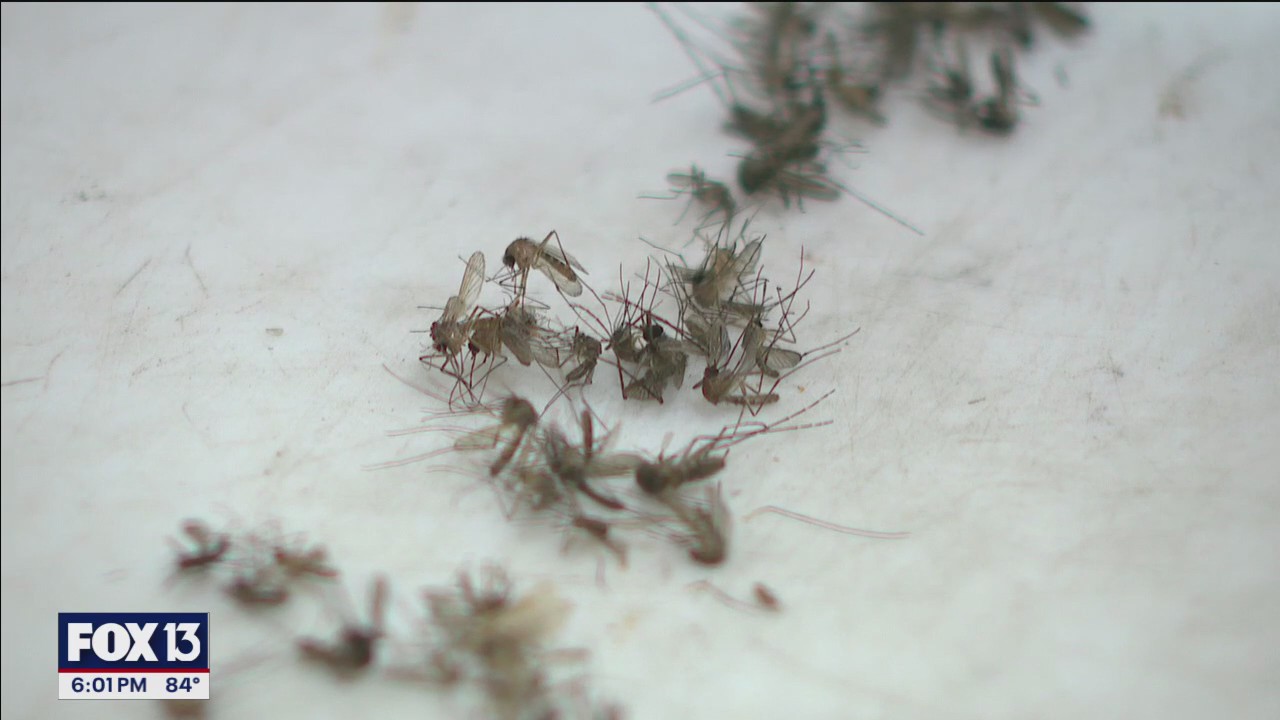 Dengue fever case detected in Hillsborough County | FOX 13 Tampa Bay
