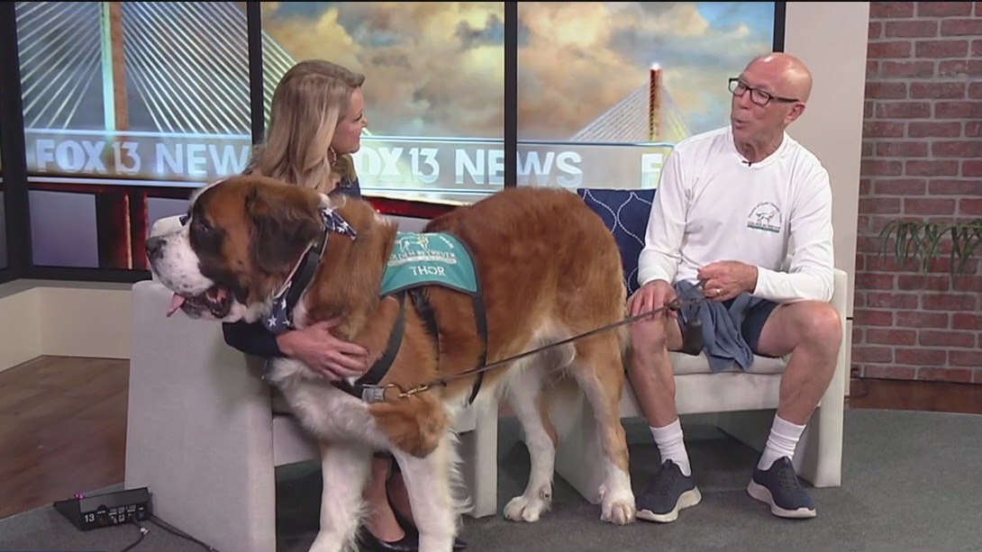 ?Thor the Therapy Dog? touching lives | FOX 13 Tampa Bay