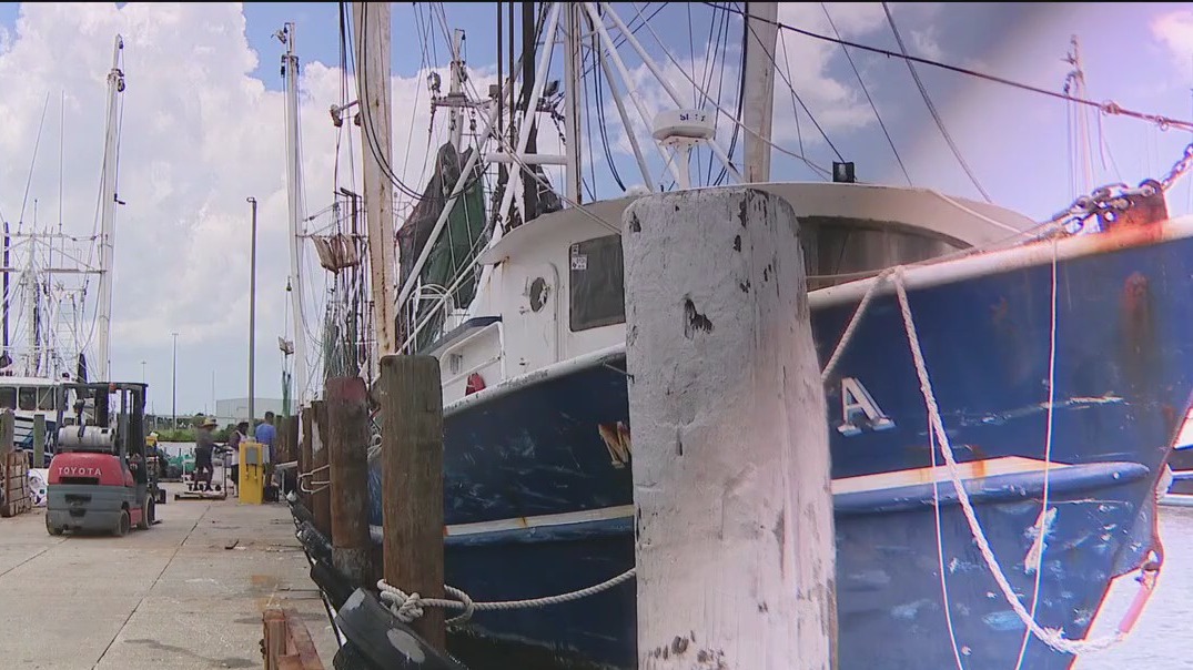 Diving into the Versaggi Shrimp Corporation | FOX 13 Tampa Bay