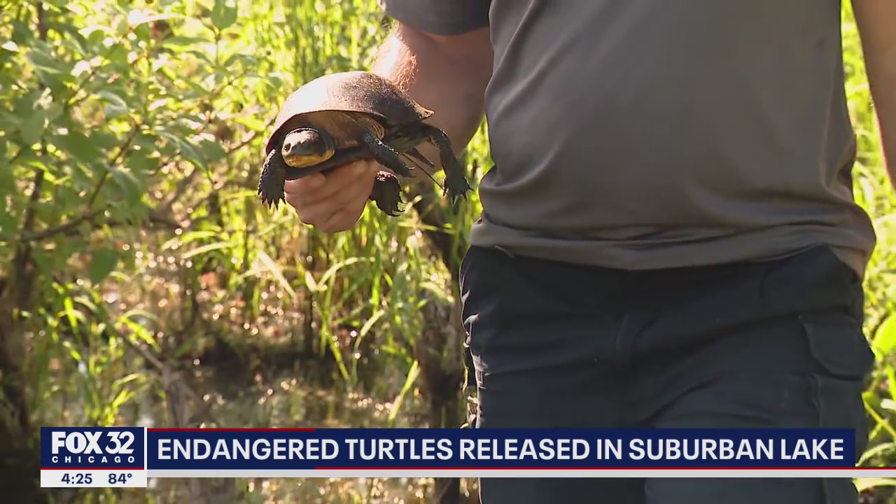 Endangered turtles released in Cook County lake | FOX 32 Chicago