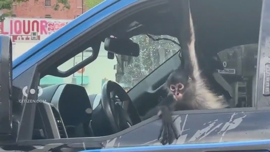 Monkey spotted inside a Bronx tow truck: VIDEO | FOX 5 New York