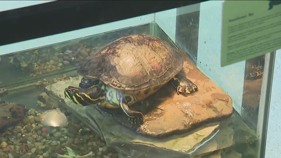 Peggy Notebaert Nature Museum celebrates World Turtle Day | FOX 32 Chicago