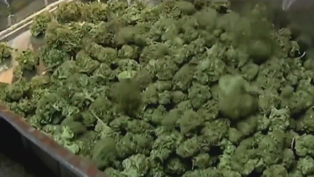 New study links teenage marijuana use to higher levels of depression ...