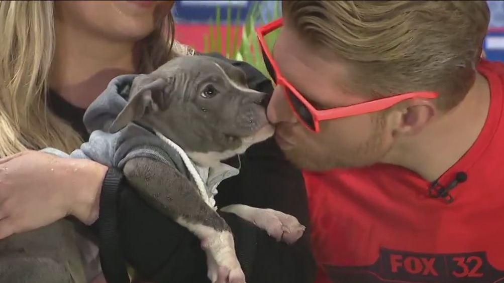 PAWS Chicago wears their Bears ahead of annual 5K | FOX 32 Chicago