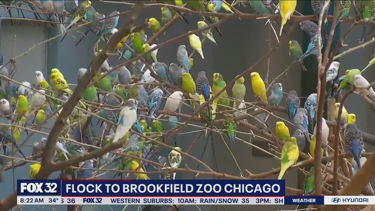 Brookfield Zoo offers one of the largest parakeet aviaries in America ...