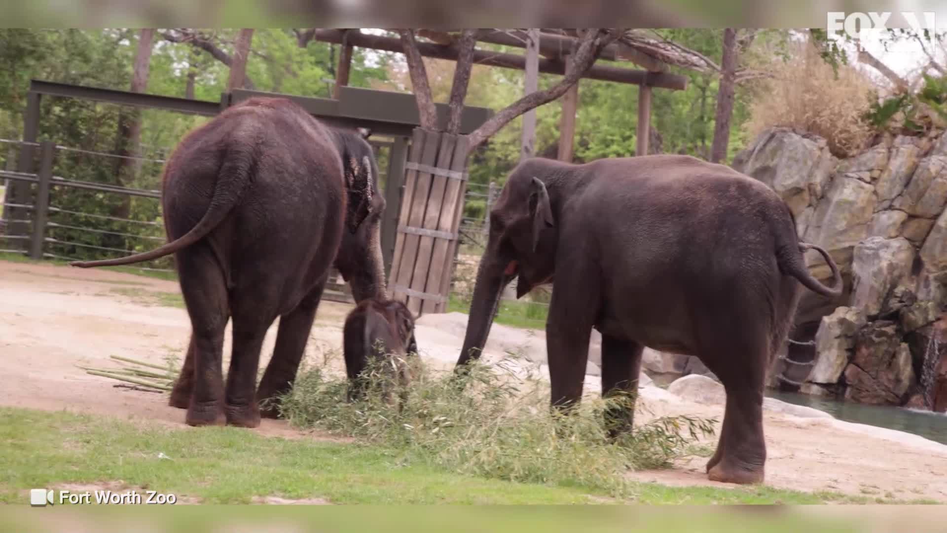 Fort Worth Zoo's new baby elephant makes public debut | FOX 4 Dallas ...