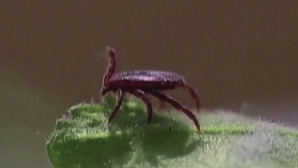 How to stay safe from ticks | FOX 32 Chicago