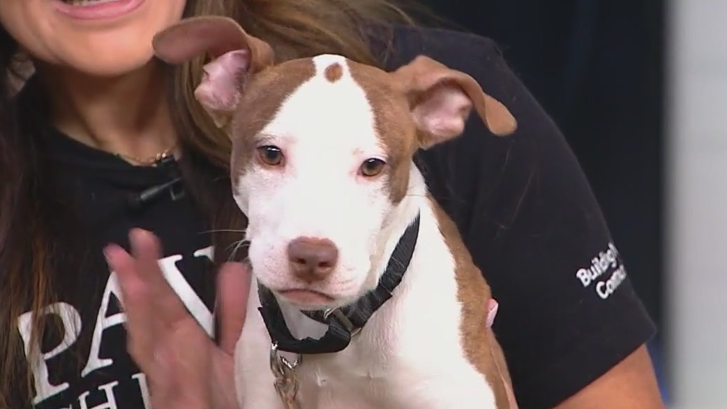PAWS Chicago hosting fall adoption event this weekend | FOX 32 Chicago