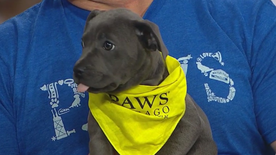 PAWS Chicago 5K gears up for its 25th year with pets, brunch, and ...