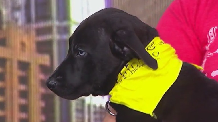PAWS Chicago celebrates 25 years of its 5K run/walk | FOX 32 Chicago