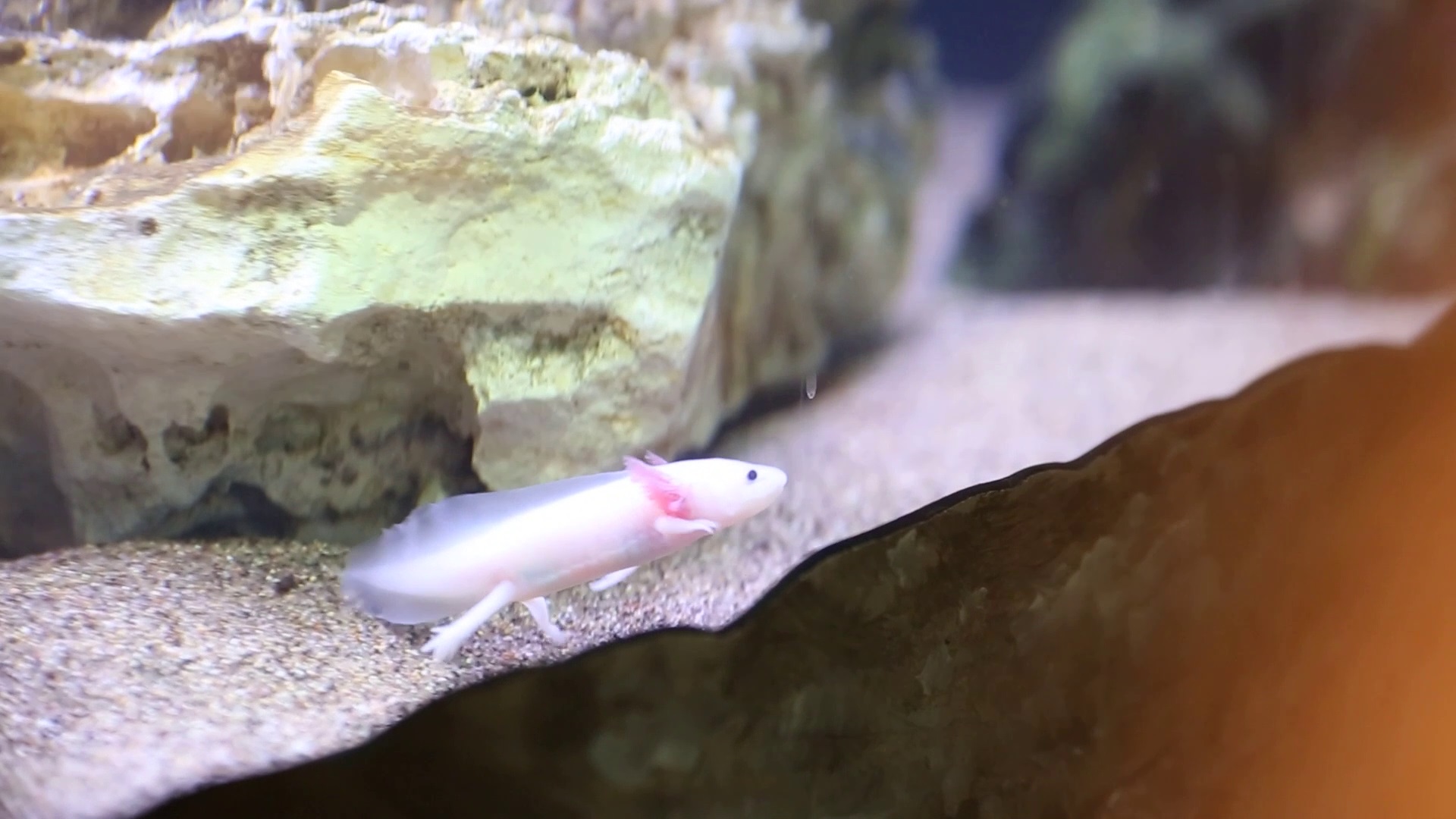 Brookfield Zoo Chicago's rescued axolotl | FOX 32 Chicago
