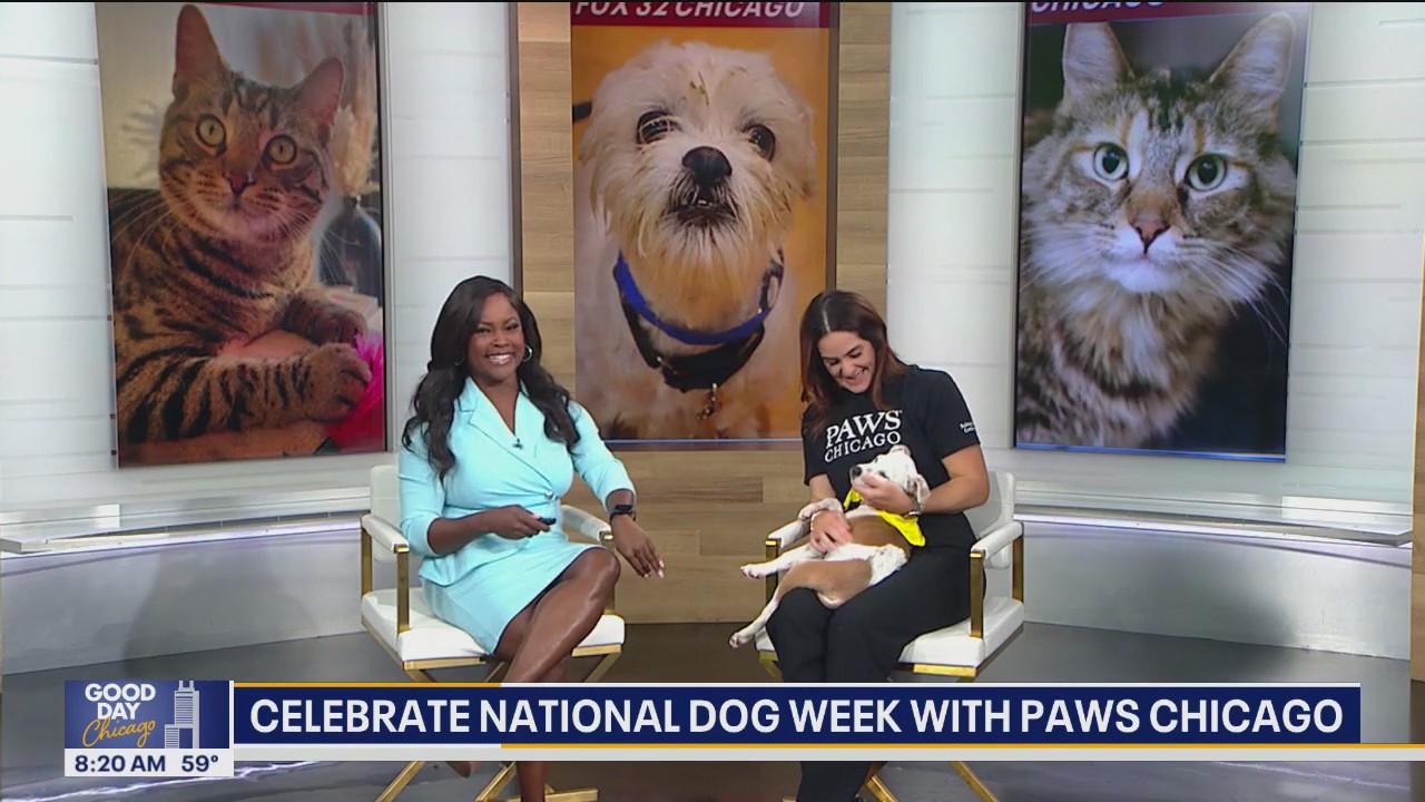 PAWS Chicago brings puppy love to Anita | FOX 32 Chicago