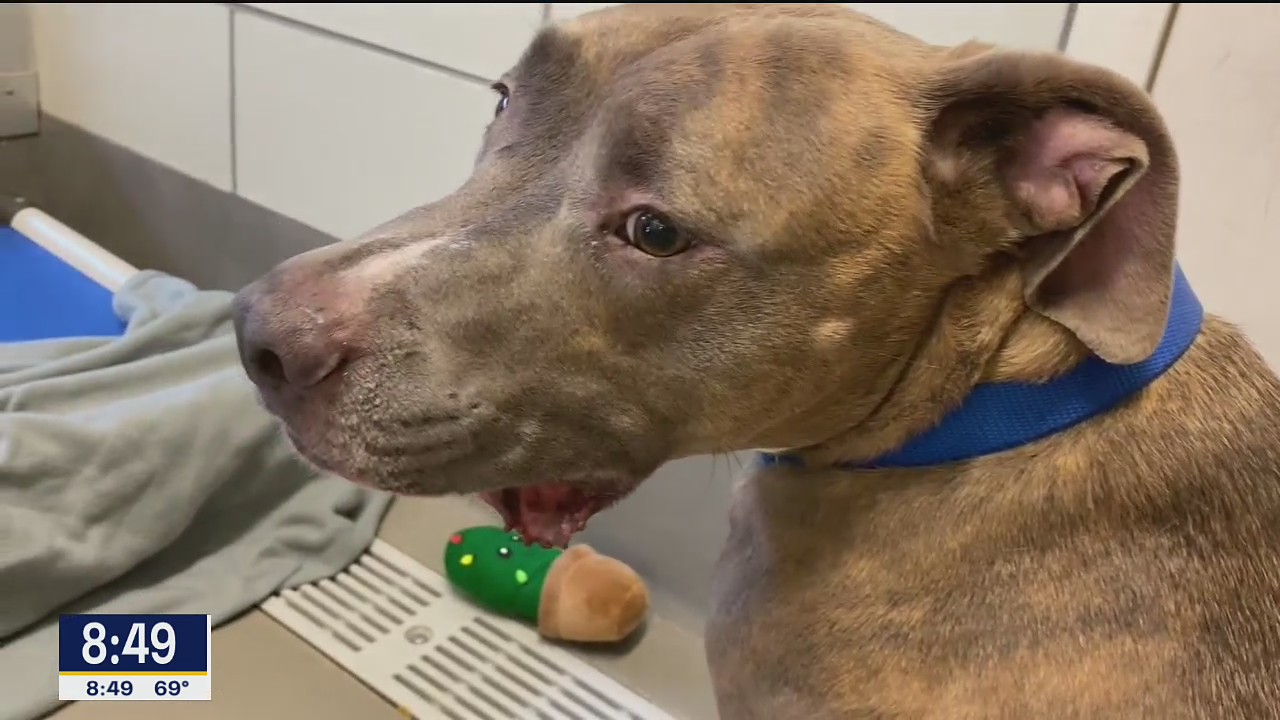 Dog of the Day: Pablo | FOX 4 Dallas-Fort Worth