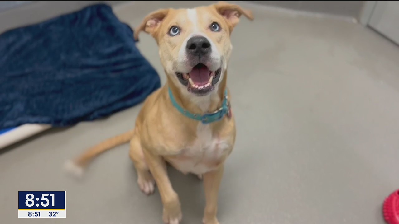 Dog of the Day: Shiloh | FOX 4 Dallas-Fort Worth