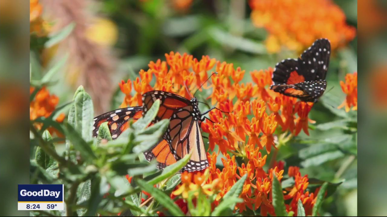 Monarch Migration: North Texans could see butterflies on the move | FOX ...