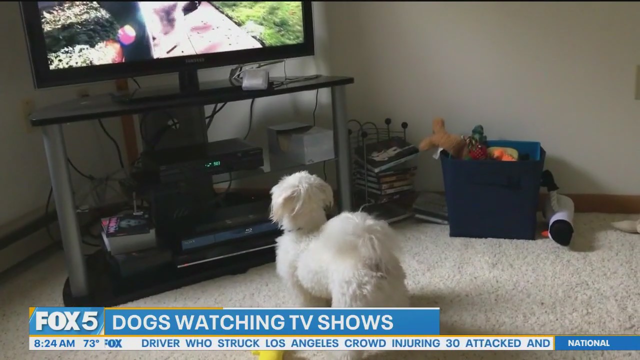 Dogs have television show preferences: study | FOX 5 New York