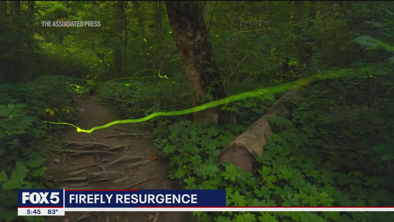 Firefly resurgence after wet and humid weather | FOX 5 New York