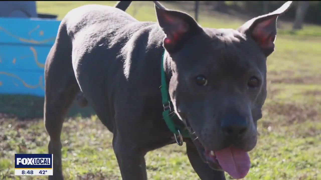 Pet of the Day: Griffin | FOX 4 Dallas-Fort Worth