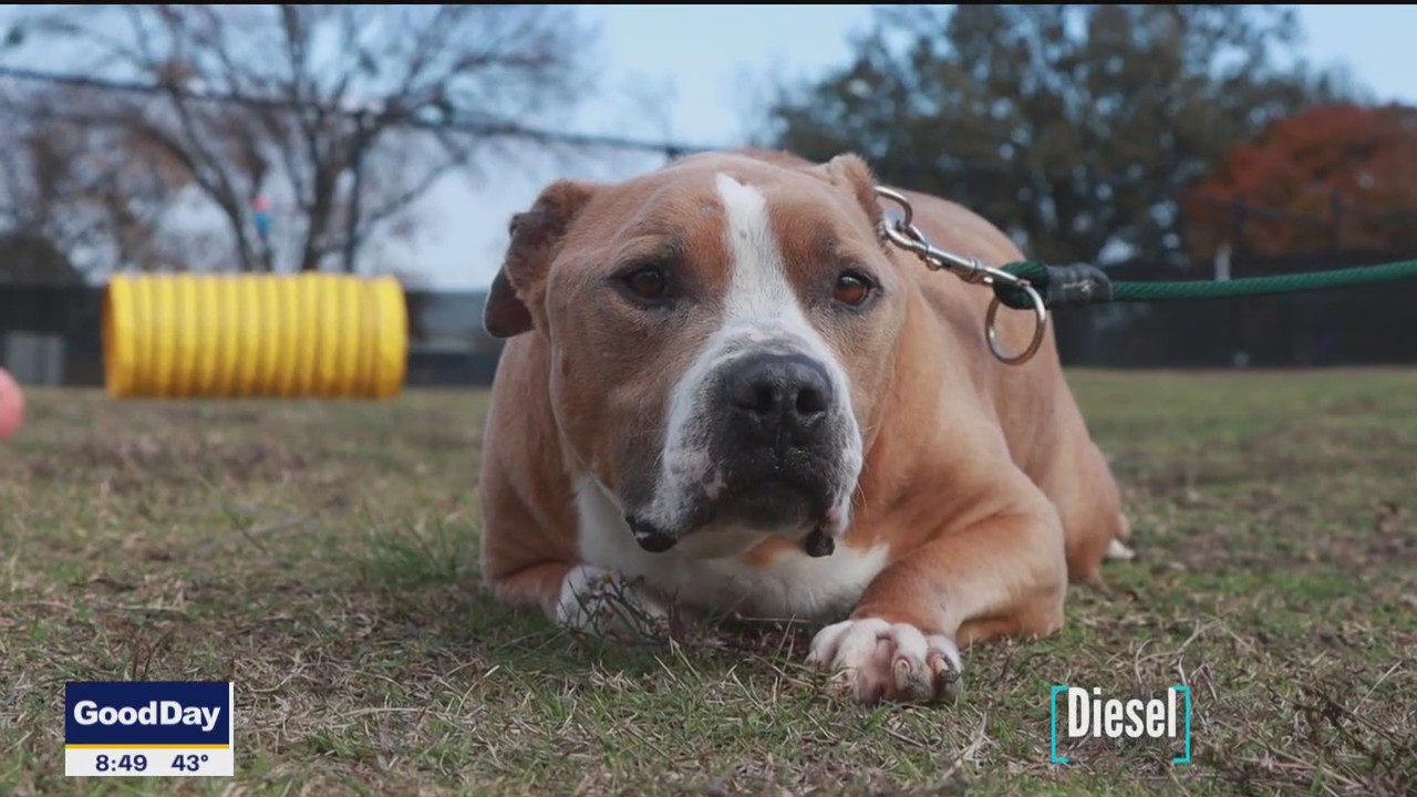 Pet of the day: Diesel | FOX 4 Dallas-Fort Worth