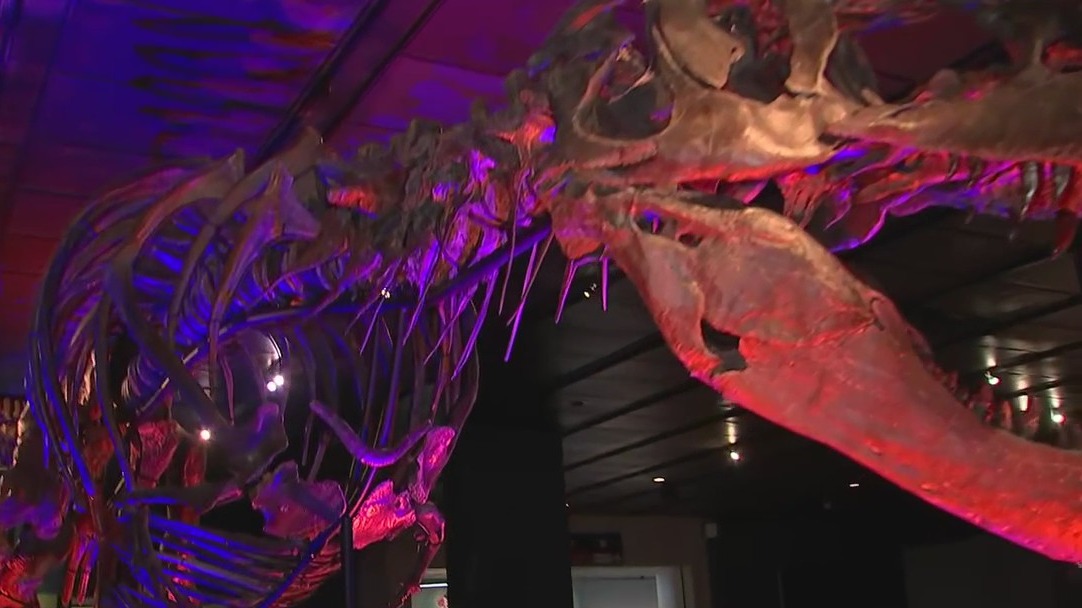 Victoria the T. rex at Houston Museum of Natural Science | FOX 26 Houston