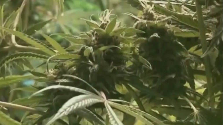 Marijuana legalization coming in Texas? | FOX 26 Houston