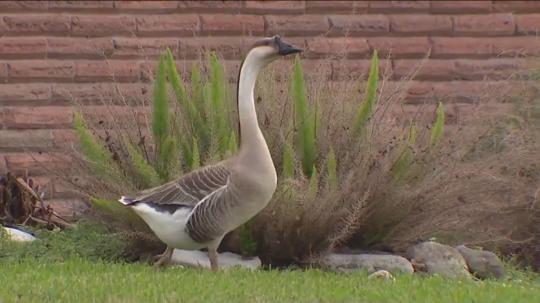 Goose moves into southeast Houston neighborhood, residents say | FOX 26 ...