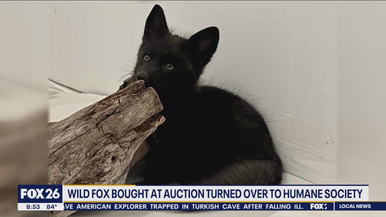 Wild Fox leaves his forever home to the Humane Society | FOX 26 Houston