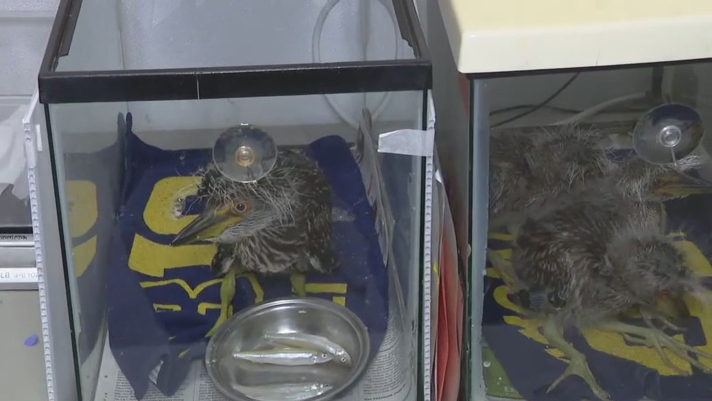 Houston SPCA's Wildlife Center cares for birds after storms | FOX 26 ...