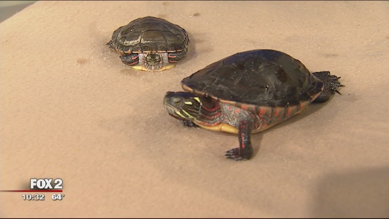 Celebrate World Turtle Day at Huron Clinton Metroparks | FOX 2 Detroit