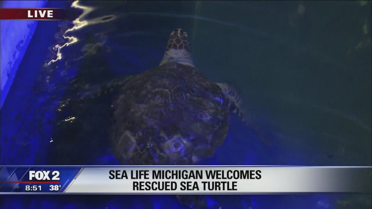 Rescued sea turtle finds new home at SEA LIFE Michigan | FOX 2 Detroit