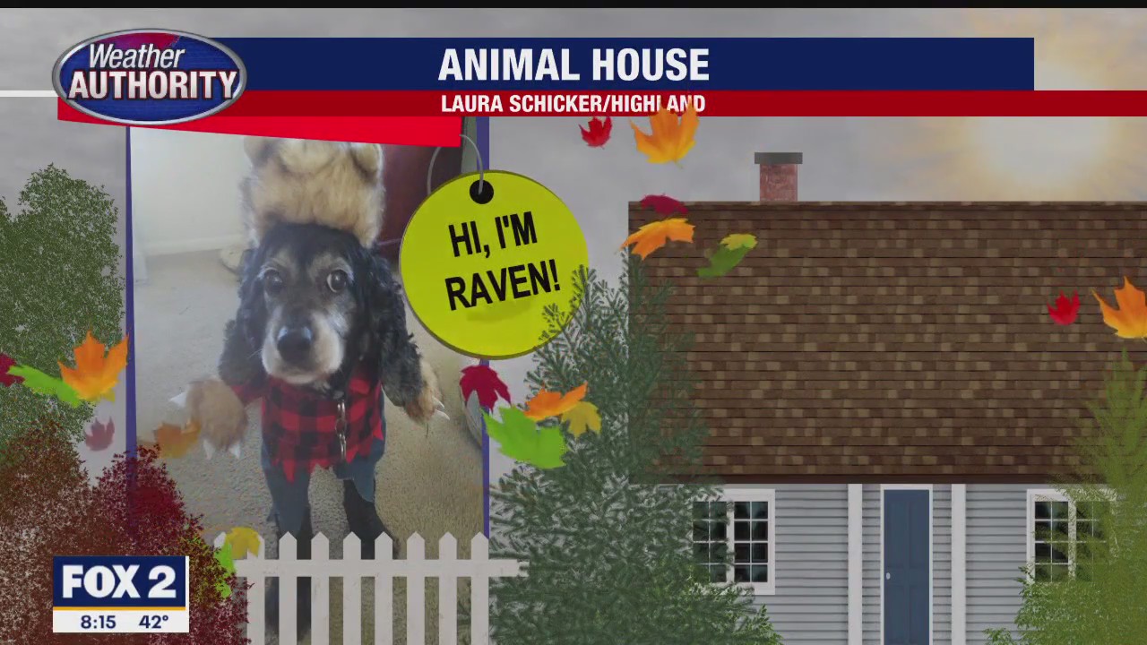 Meet Raven | FOX 2 Detroit