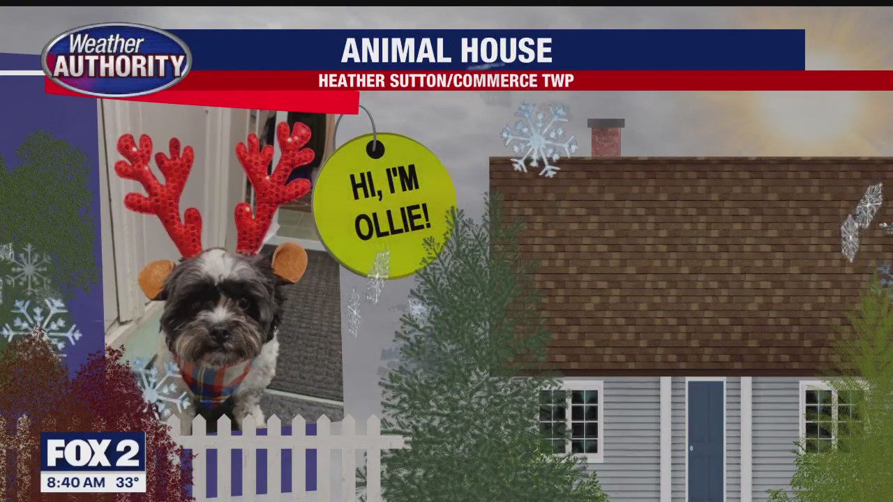 Meet Ollie | FOX 2 Detroit