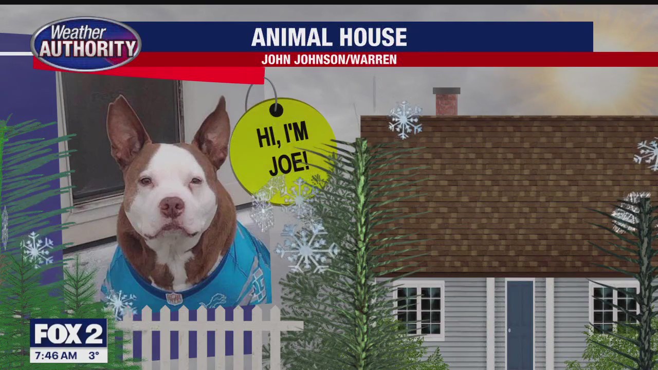 Meet Joe | FOX 2 Detroit