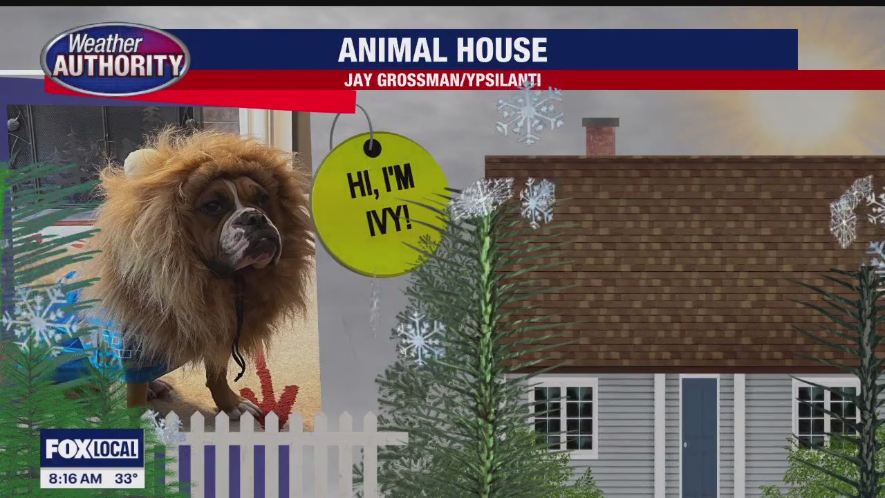 Meet Ivy | FOX 2 Detroit
