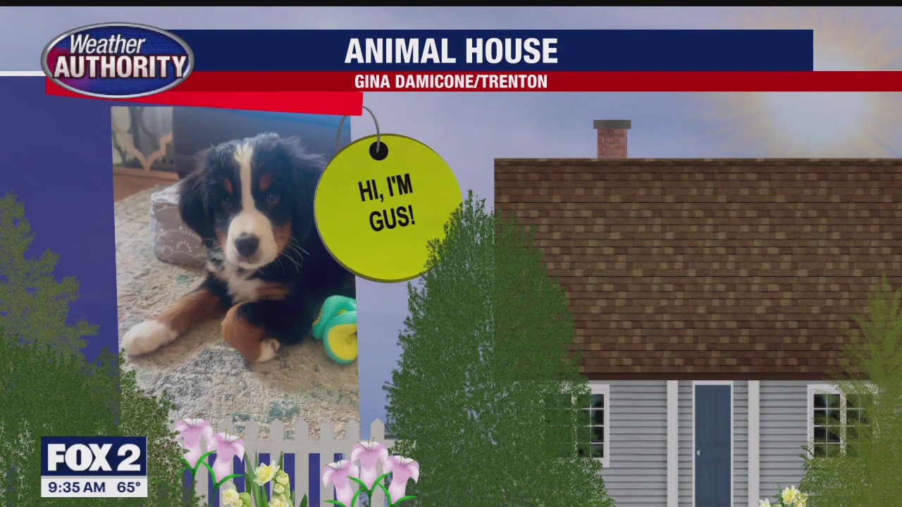 Welcome Gus | FOX 2 Detroit