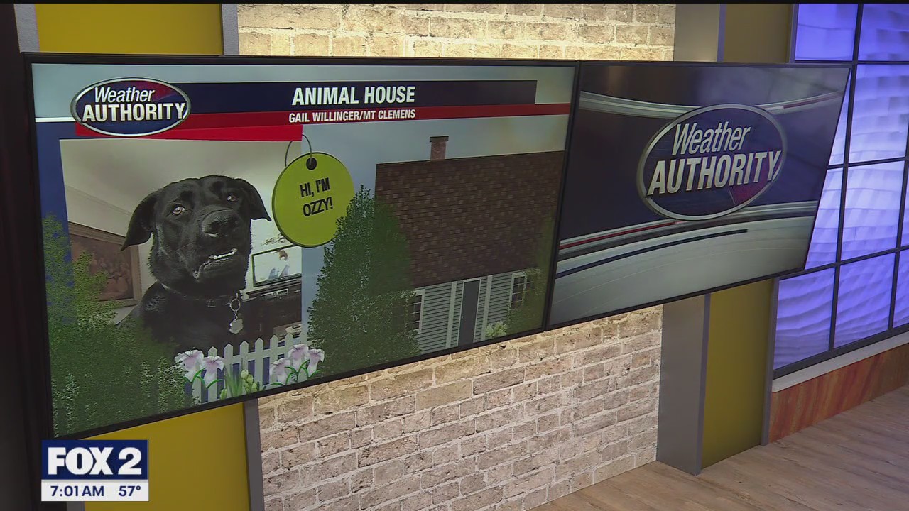 Welcome Ozzy | FOX 2 Detroit