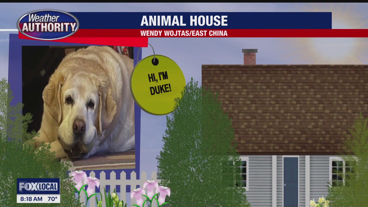 Meet Duke | FOX 2 Detroit