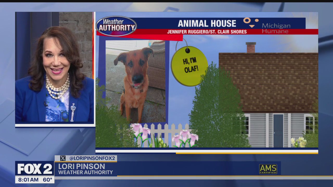 Meet Olaf | FOX 2 Detroit