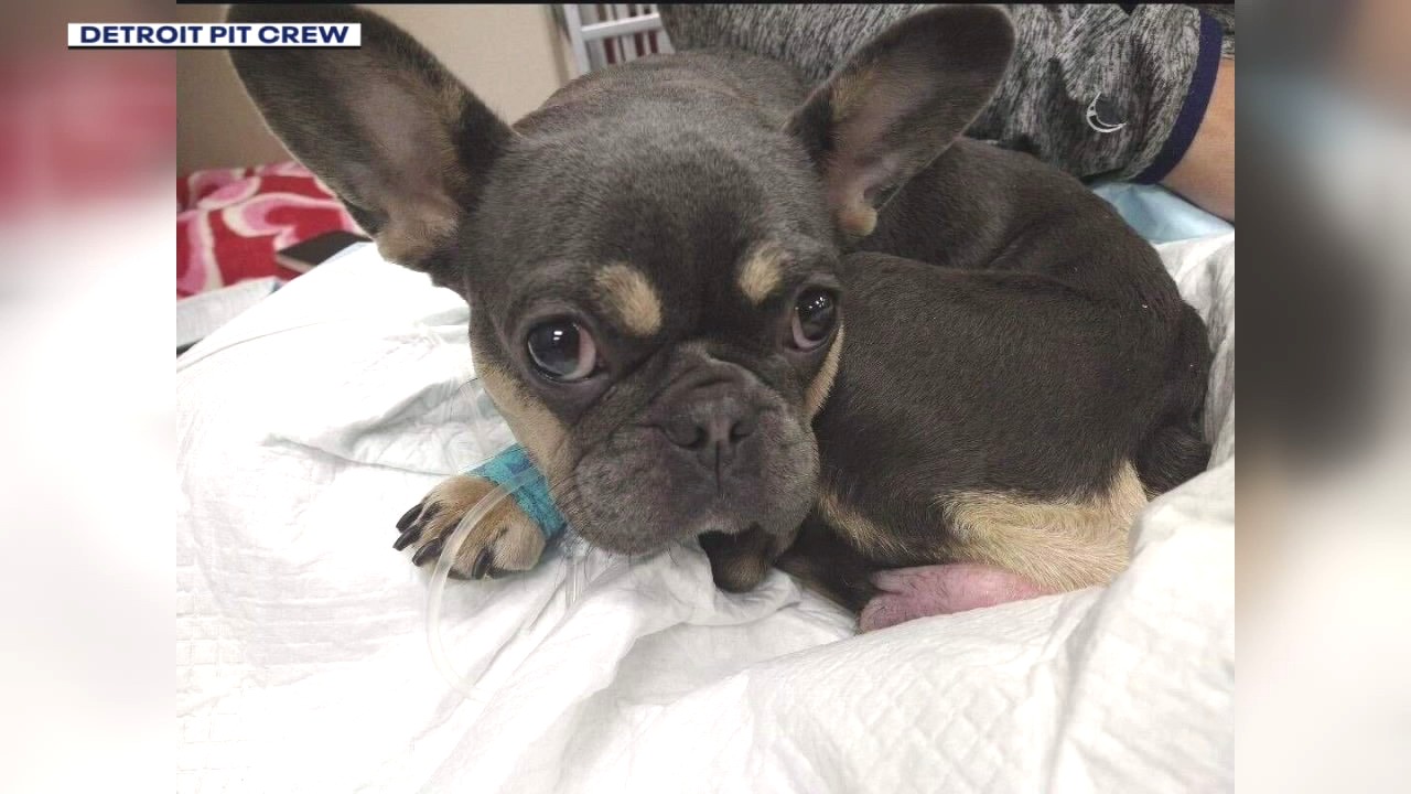 Abandoned dog found with dead puppy hanging out of it, in Detroit | FOX ...