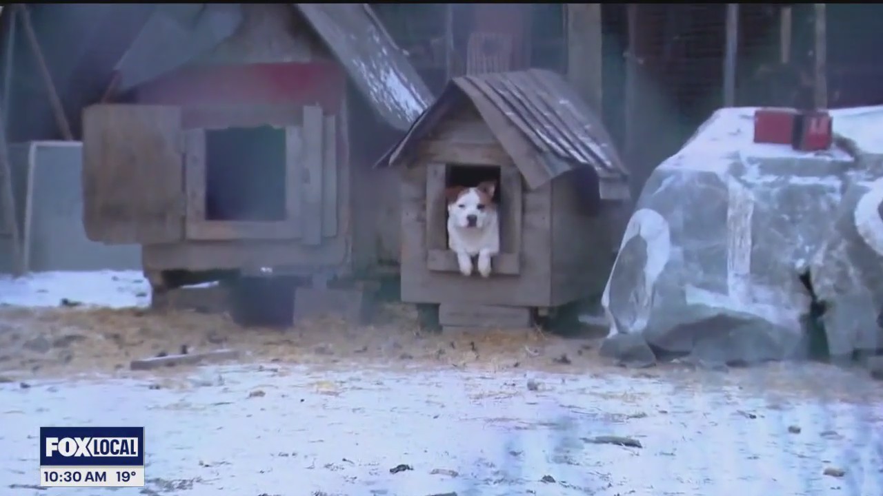 Detroit Dog Rescue working to save animals left out in the cold | FOX 2 ...