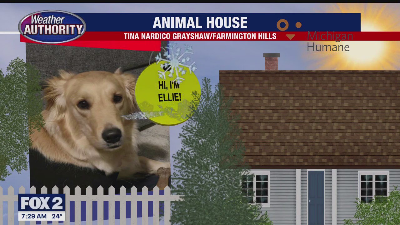 Welcome Ellie, Lily & Baxter | FOX 2 Detroit