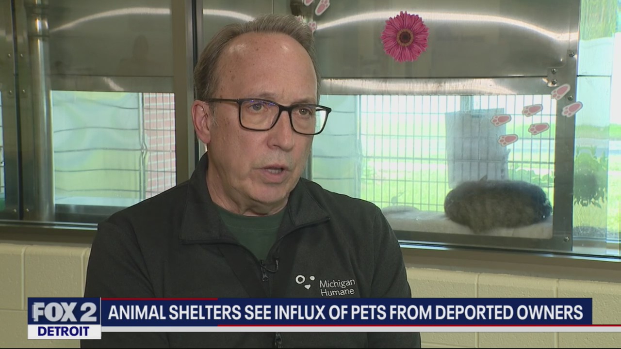 Deported owner side effect leaves animal rescue operations with pets ...