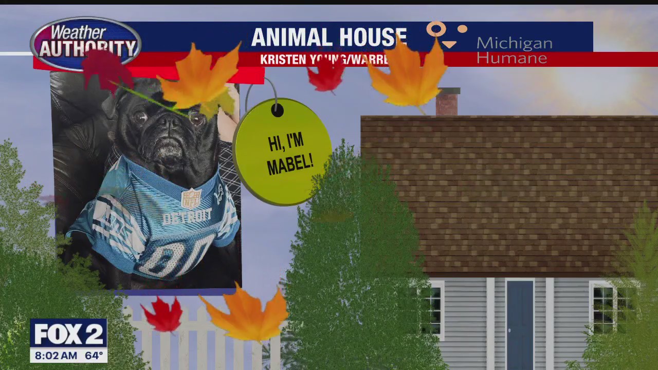 Welcome Mabel, Panda Bear, Reese, Winnie | FOX 2 Detroit