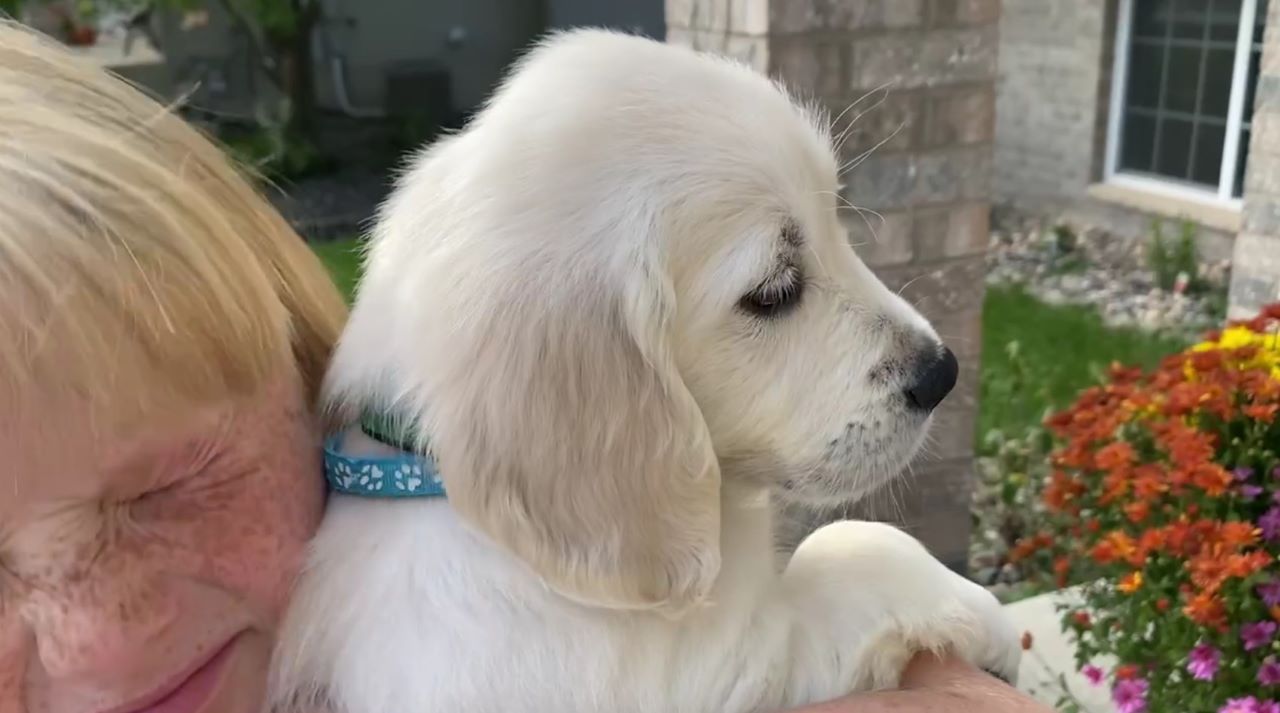 Puppy surprise! FOX 9 junior reporter surprised with 8-week-old dog ...