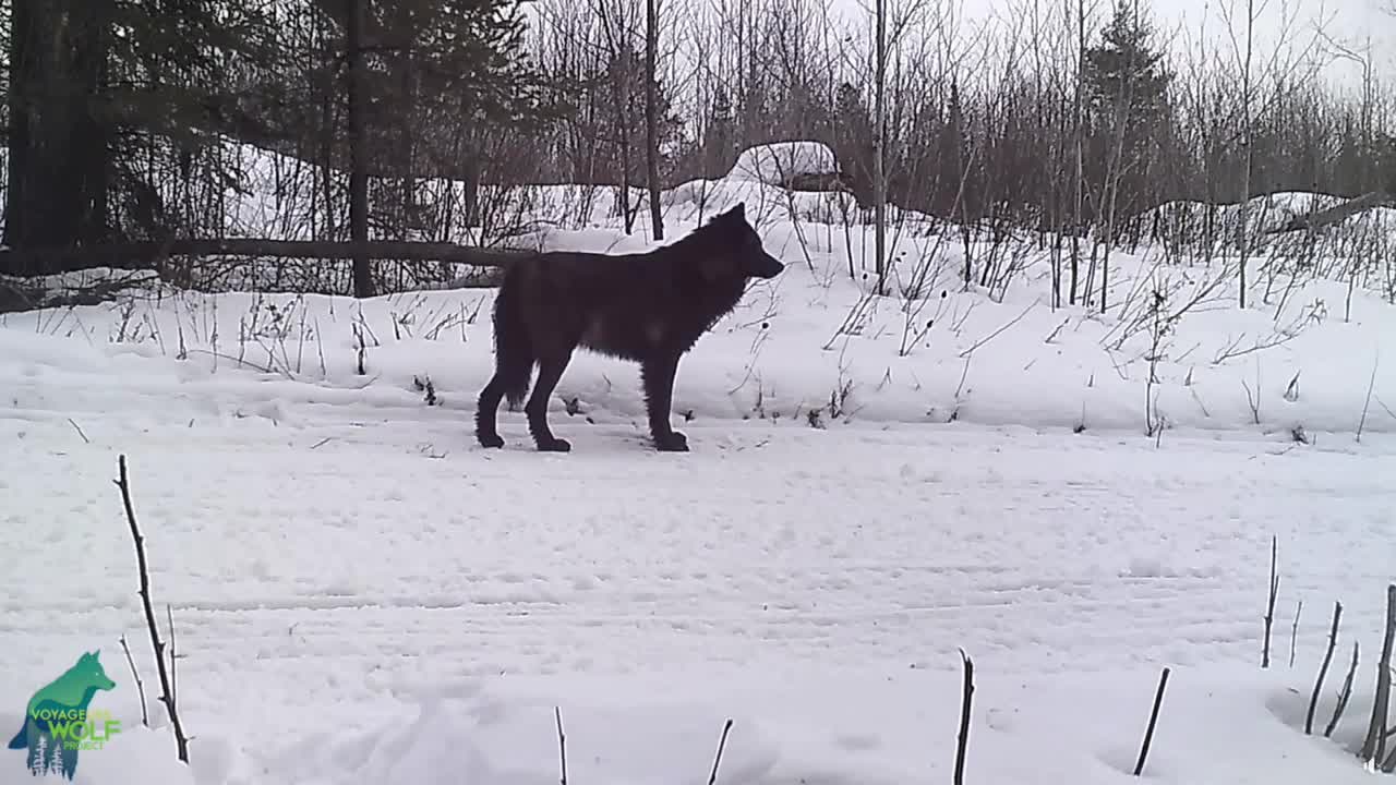 Rare all-black wolf caught on trail cam | FOX 9 Minneapolis-St. Paul